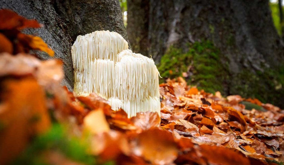 What is Lion's Mane? Discover Its Benefits for Health – Auri Nutrition